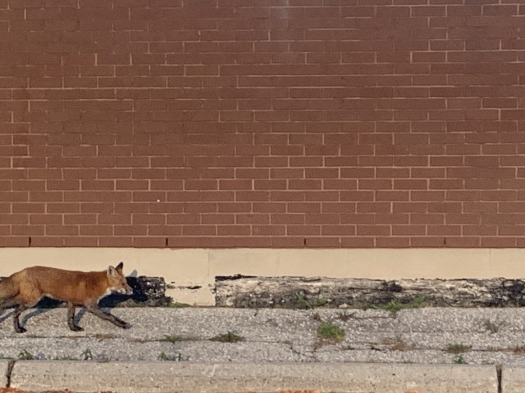 Red Fox from R H King Academy, Toronto, ON, CA on October 6, 2023 at 05 ...