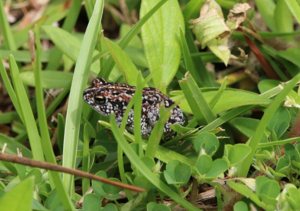 Oak Toad from Martin County, FL, USA on October 6, 2023 at 12:17 PM by ...