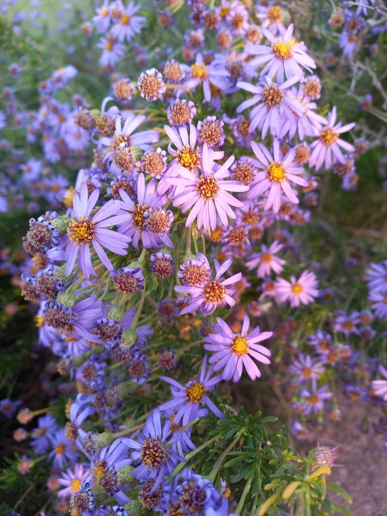 Bush Felicia from Green Point, Cape Town, 8051, South Africa on October ...