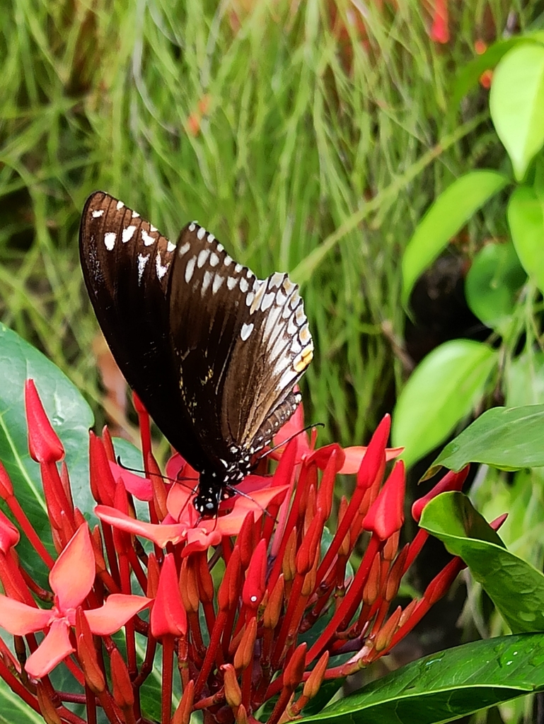 Common Mime Swallowtail from Ramanthali on June 18, 2023 at 09:03 AM by ...