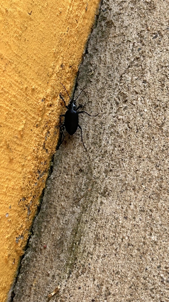 Calosoma angulatum from Zapotiltic, Jal., MX on October 7, 2023 at 11: ...