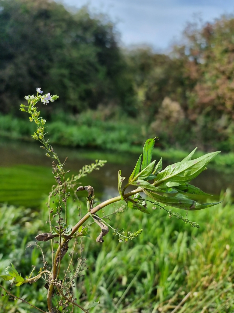 blue water-speedwell from Croxley Common Moor, Croxley Common Moor ...