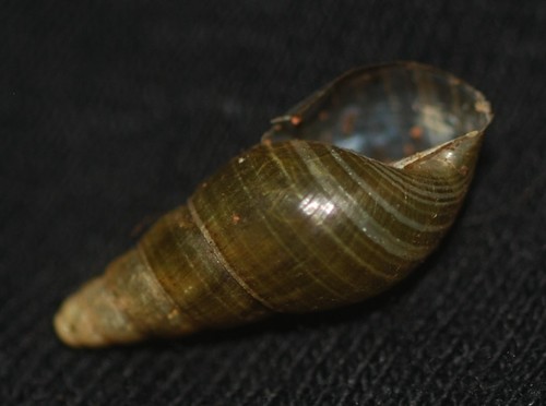 Genus Synapterpes · iNaturalist