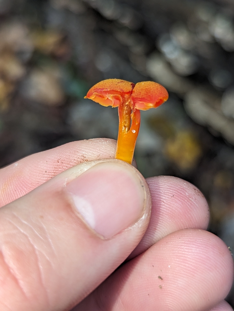 Vermilion Waxcap from Laurel, DE 19956, USA on October 6, 2023 at 11:04 ...