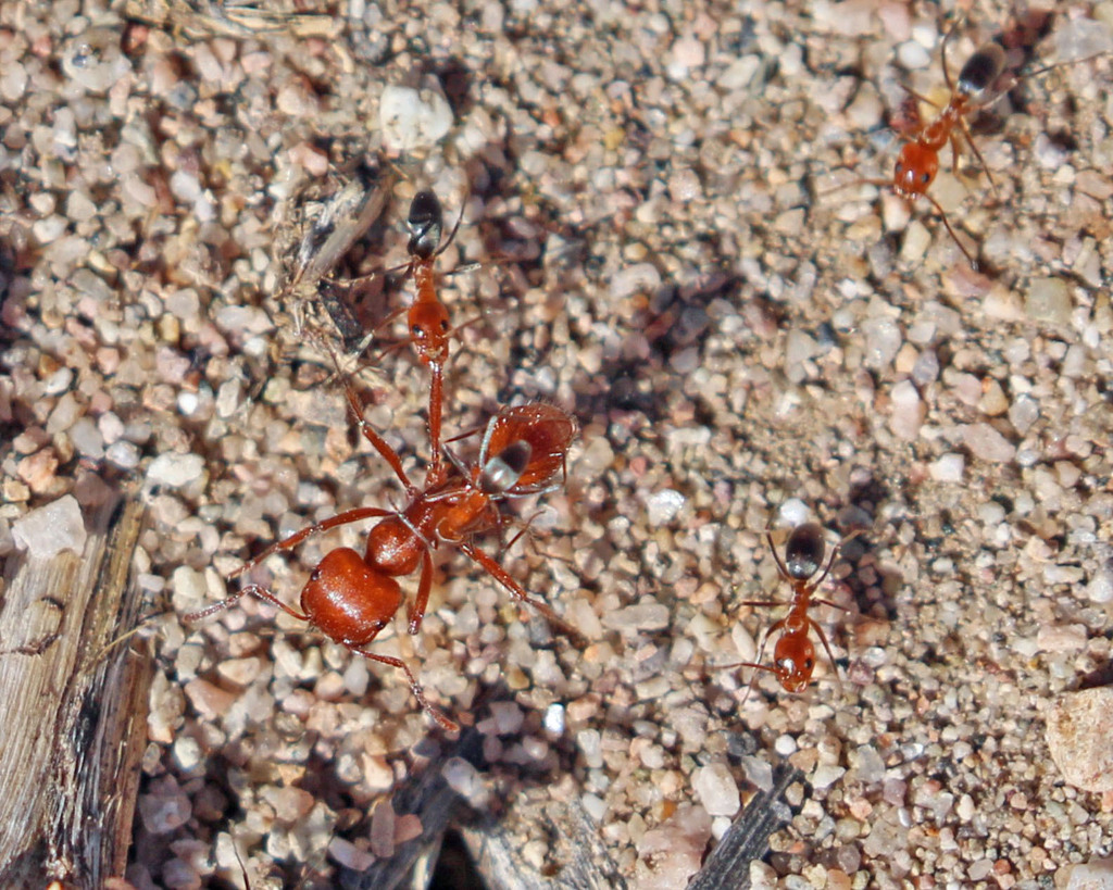 Bicolored Pyramid Ant from Amado, AZ, USA on October 2, 2023 at 10:31 ...