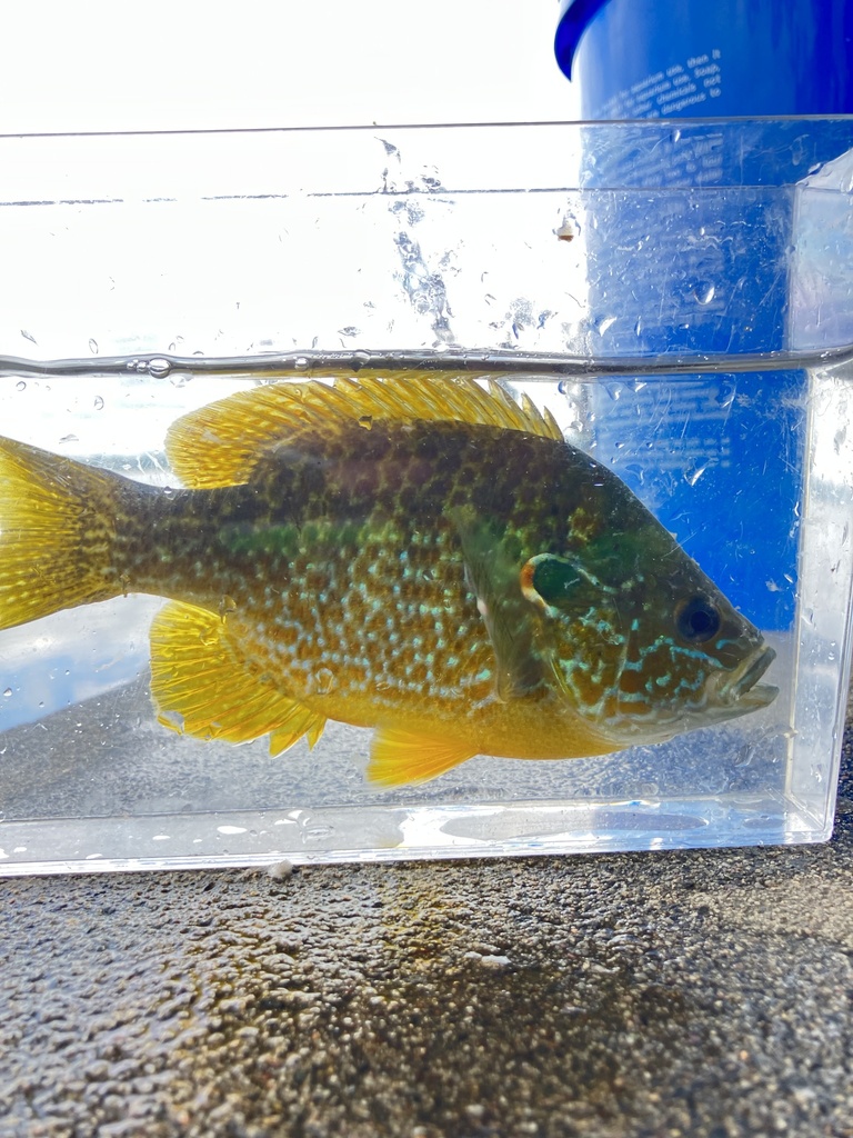 Pumpkinseed × Green Sunfish from Bde Maka Ska, Minneapolis, MN, US on ...