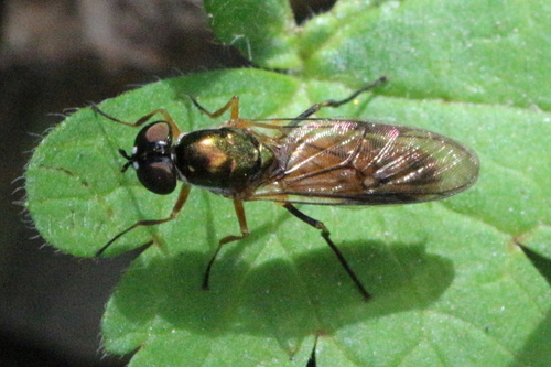 Sargus maculatus · iNaturalist United Kingdom