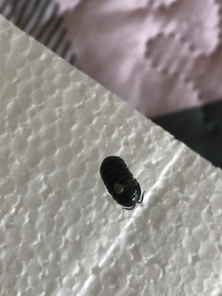 Common Pill Woodlouse from 5453, , SA, AU on February 10, 2019 by ...