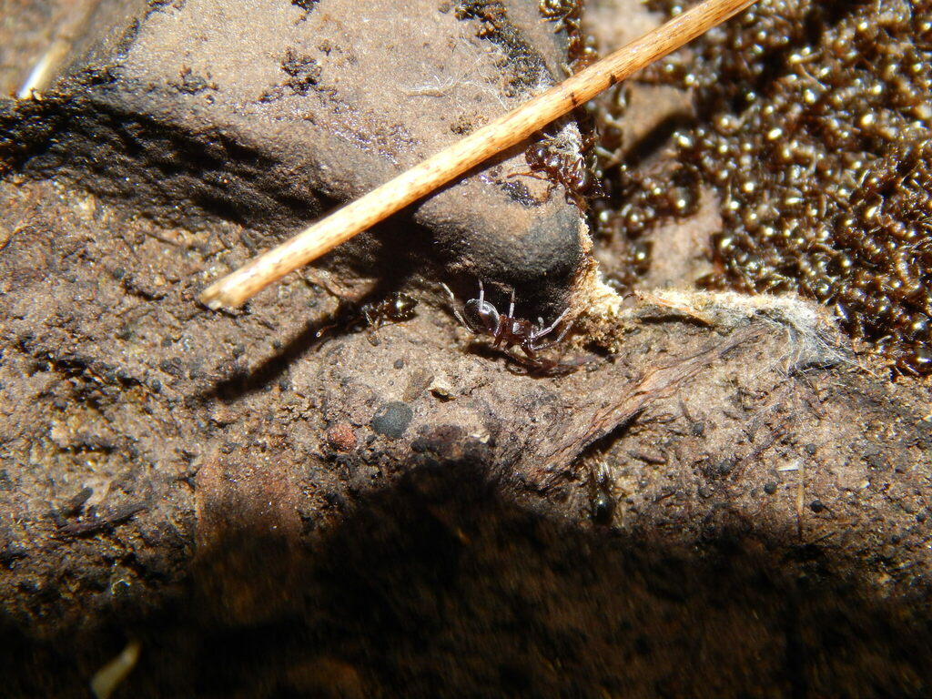 Phruronellus formica from Chemung County, NY, USA on October 7, 2023 at ...