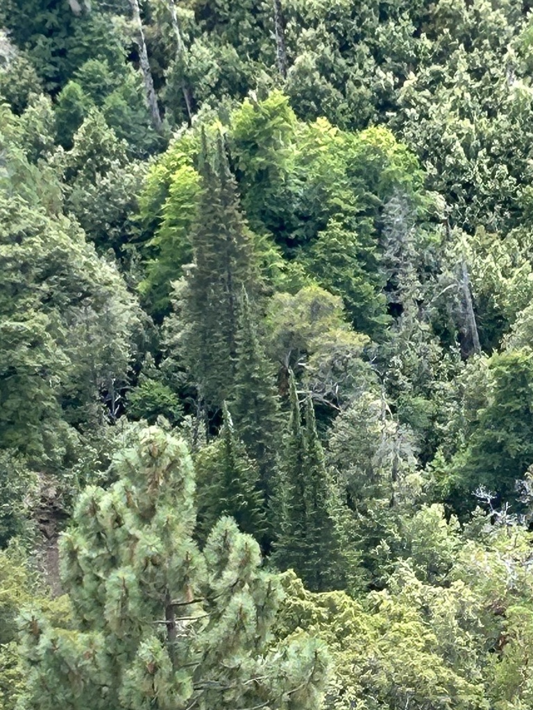 Santa Lucia fir from Los Padres National Forest, Greenfield, CA, US on ...