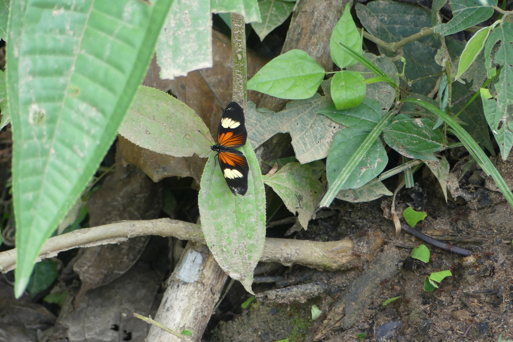 Castilia perilla from Taisha, Ecuador on September 16, 2023 at 06:30 PM ...