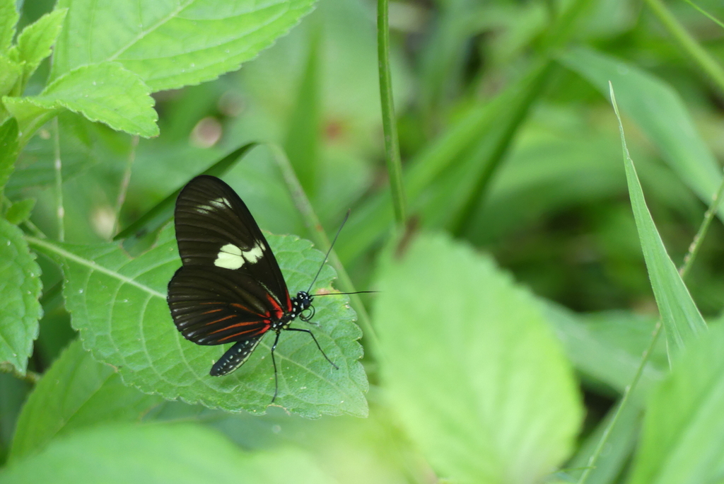 Eueides heliconioides from Taisha, Ecuador on September 16, 2023 at 05: ...