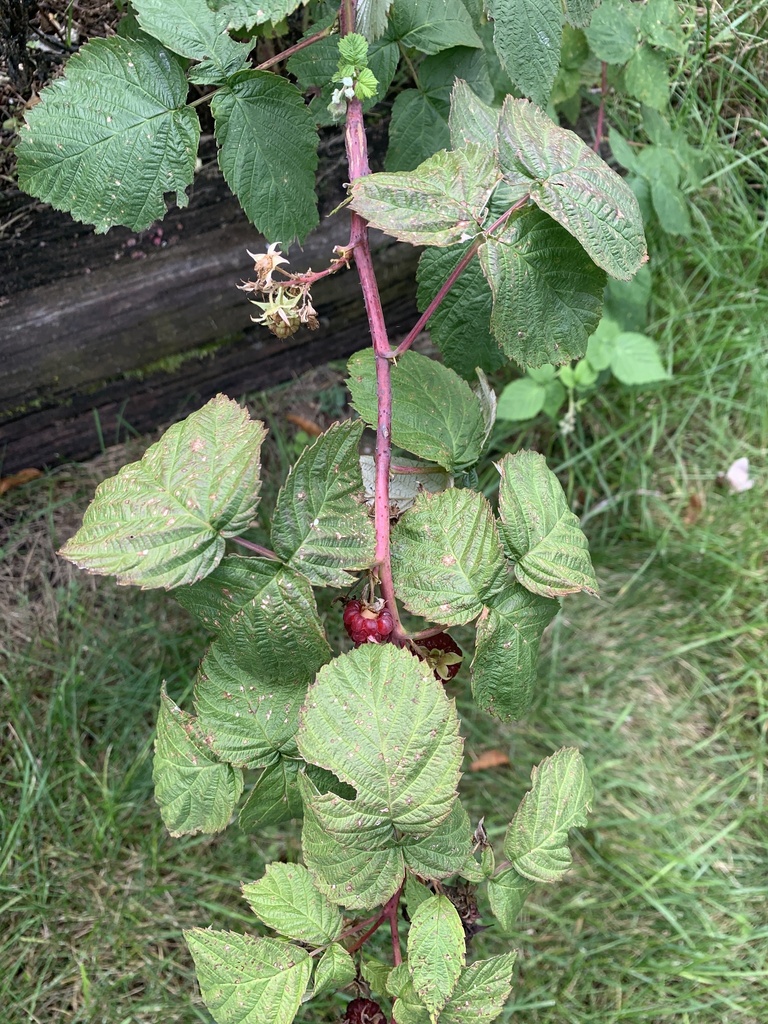American red raspberry from Morningview Dr, Shelby Township, MI, US on ...