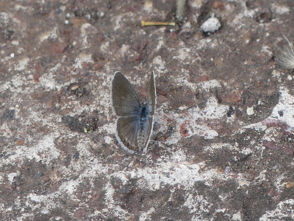 Ramon Blue from Puerto Baquerizo Moreno, Ecuador on July 15, 2023 at 02 ...