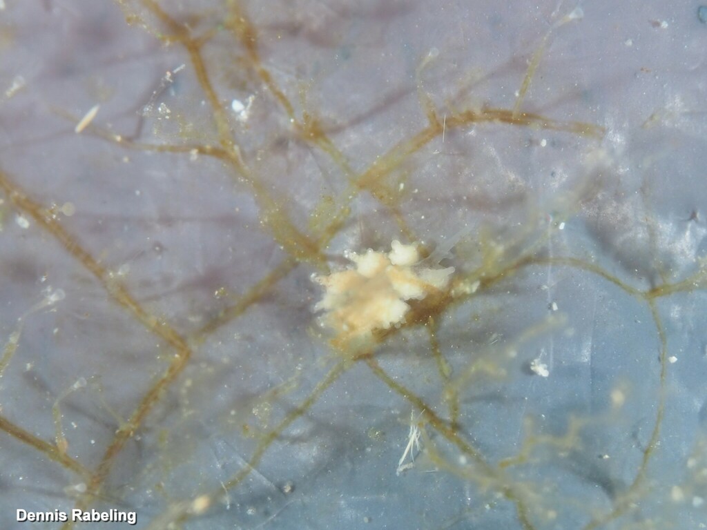 Doto pygmaea from Las Palmas, ES-CN, ES on October 3, 2023 at 10:42 AM ...