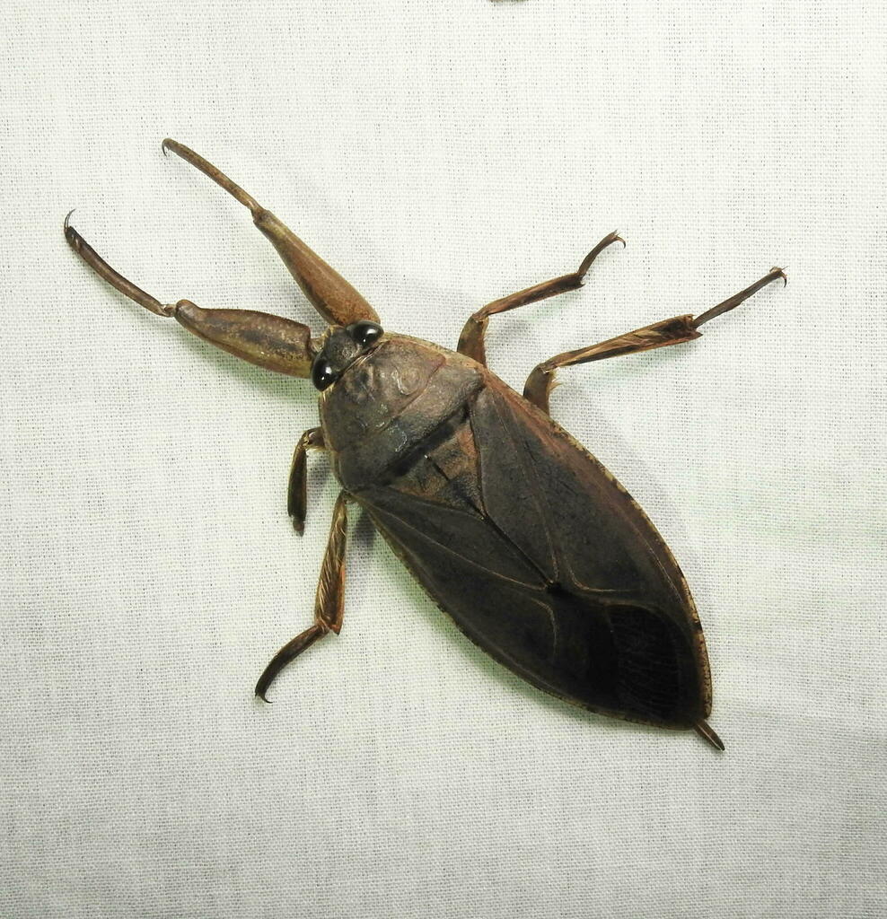 American Giant Water Bug from Farm Truck Road, MI, USA on September 22 ...