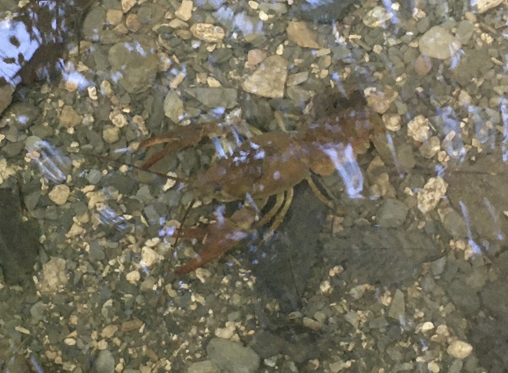 Atlantic Stream Crayfish in October 2023 by Klara Vidimova · iNaturalist