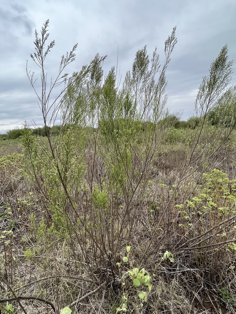 Poverty Weed from Ciudad Victoria, Tamps., MX on October 6, 2023 at 01: ...