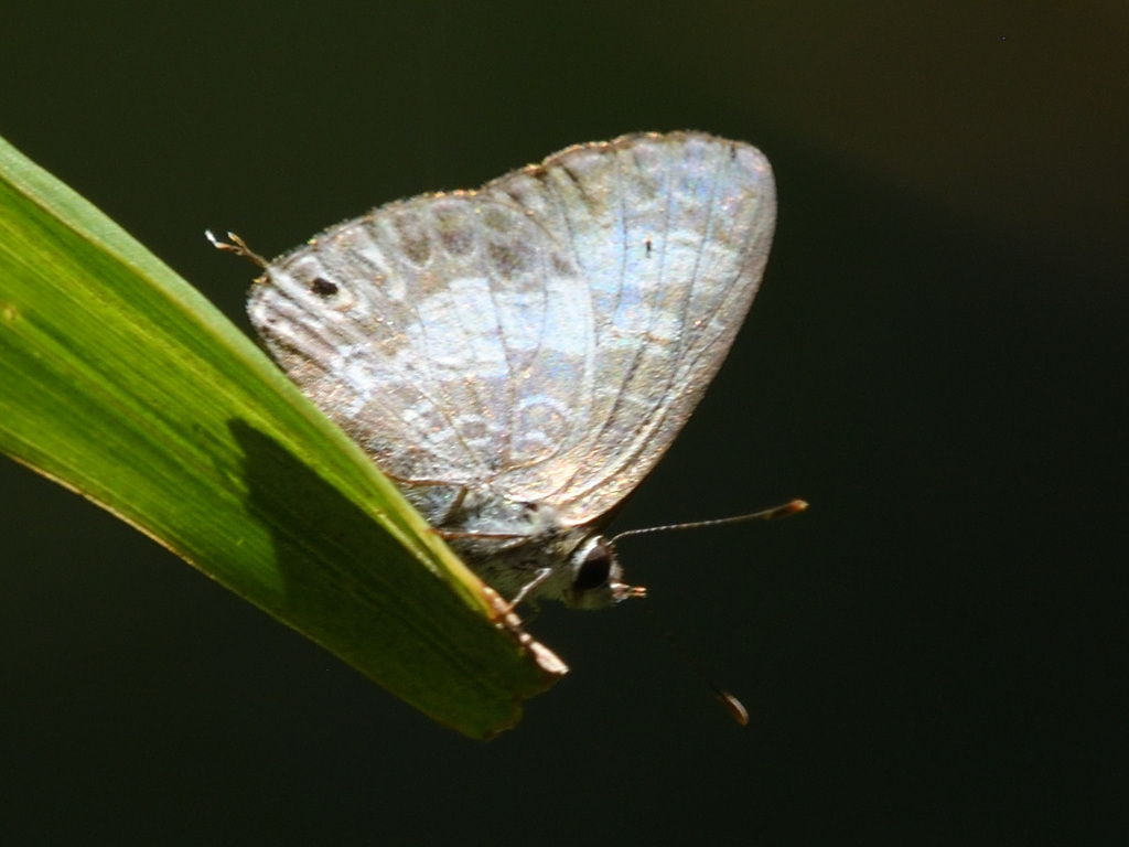 Transparent 6-line Blue from Cairns Queensland, Australien on October ...
