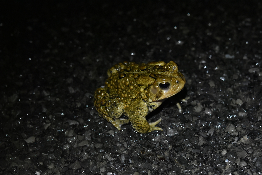 American Toad from Labrador Hollow Unique Area, Onondaga County, NY ...