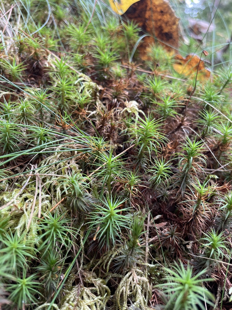 Common Haircap Moss from Anderson Blvd, Kentville, NS, CA on October 7 ...