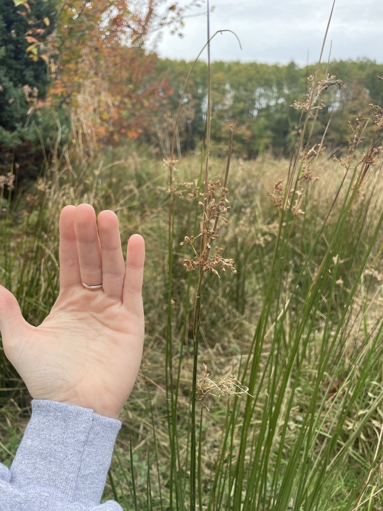 Common Rush from Kentville, NS, CA on October 7, 2023 at 03:49 PM by ...