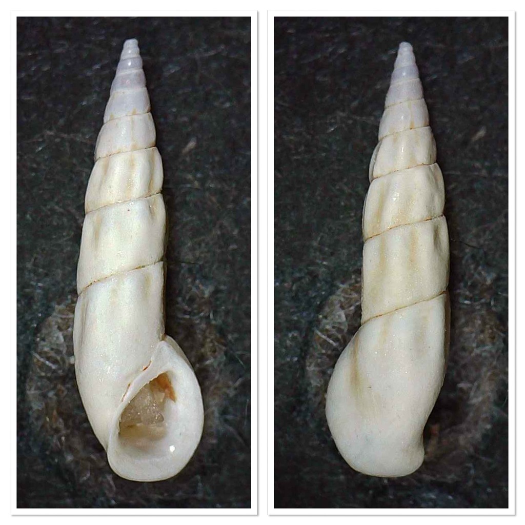 Rissoa auriscalpium from Alpes-Maritimes, Provence-Alpes-Côte d'Azur ...