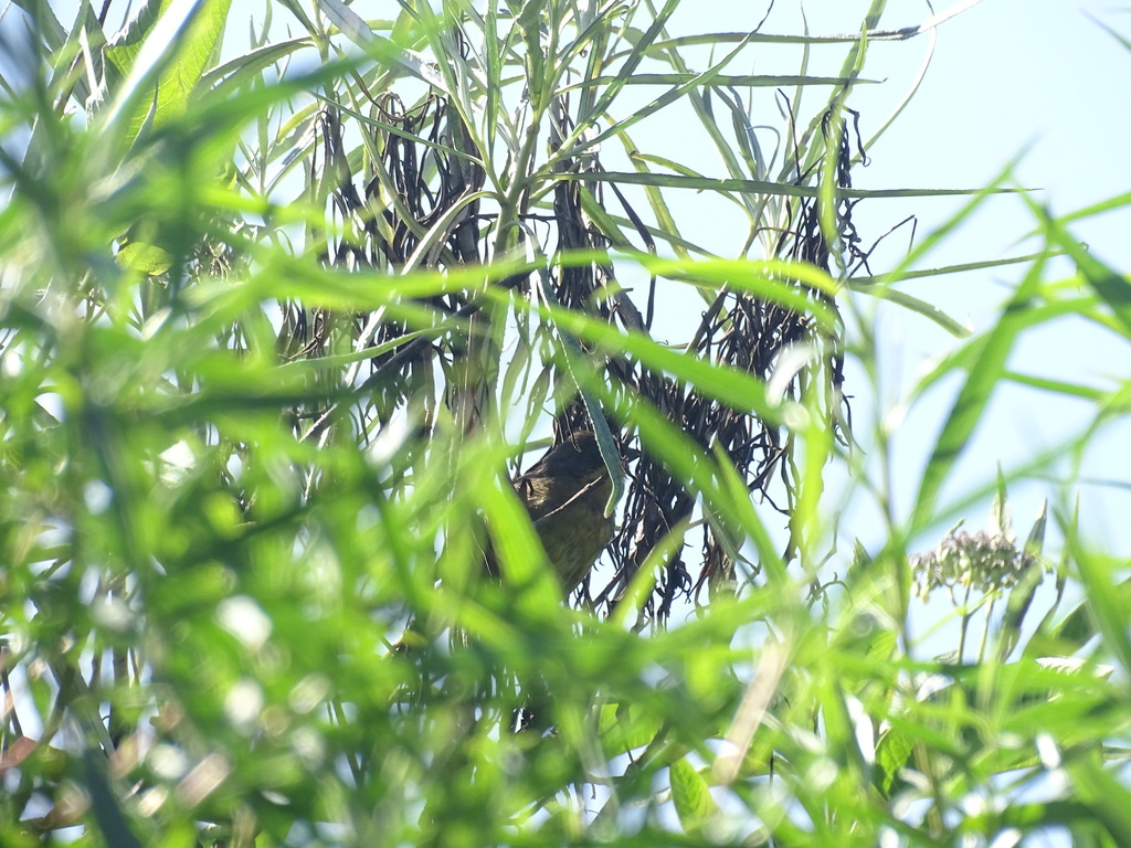 Rufous-capped Brushfinch in October 2023 by Anayeli Guzmán Enríquez ...
