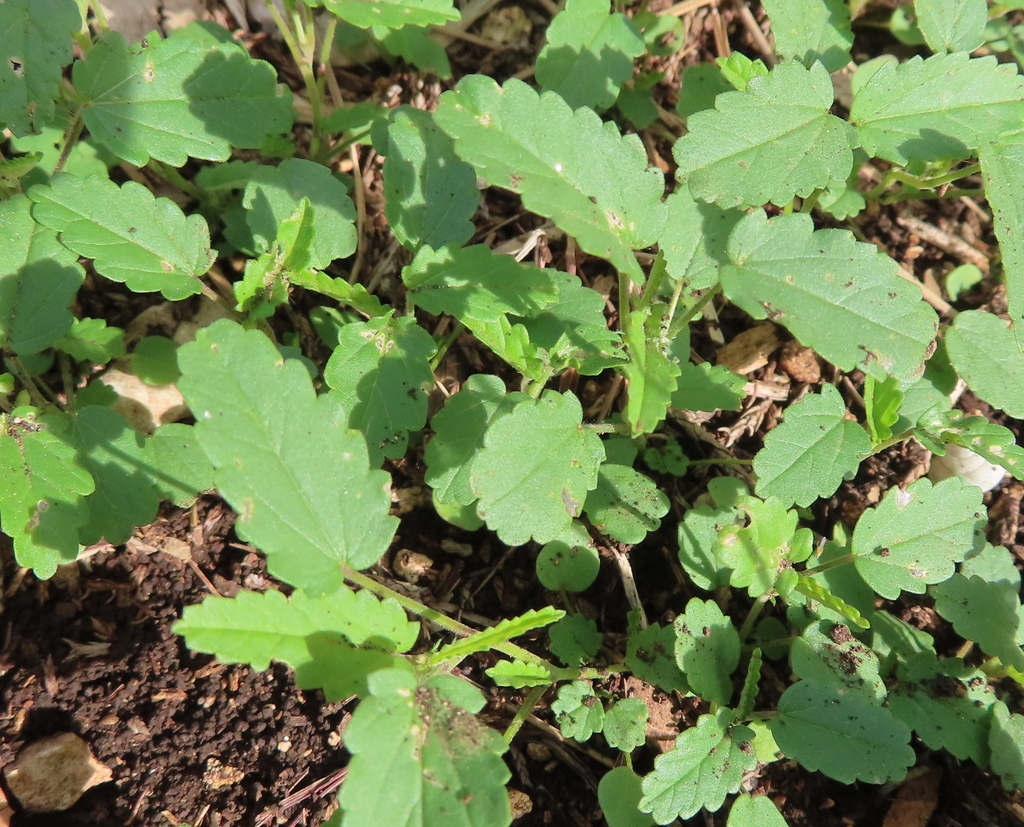 spreading sida from Georgetown, TX, USA on October 7, 2023 at 09:48 AM ...