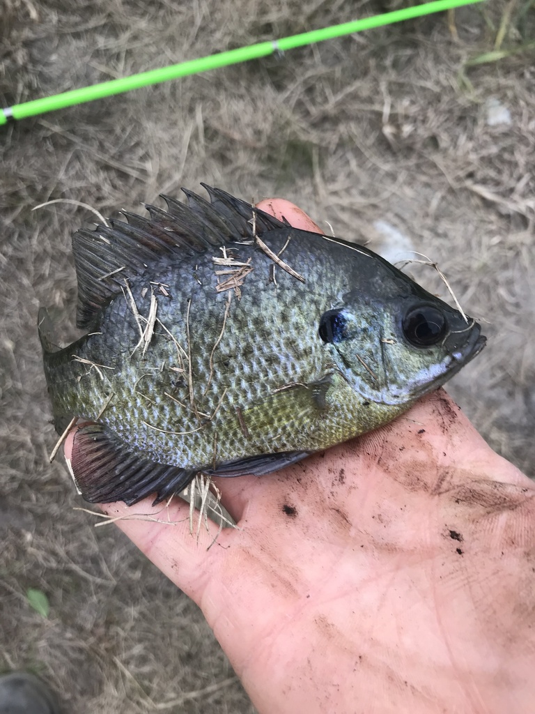 Bluegill from Halstead Blvd, Elizabeth City, NC, US on October 7, 2023 ...