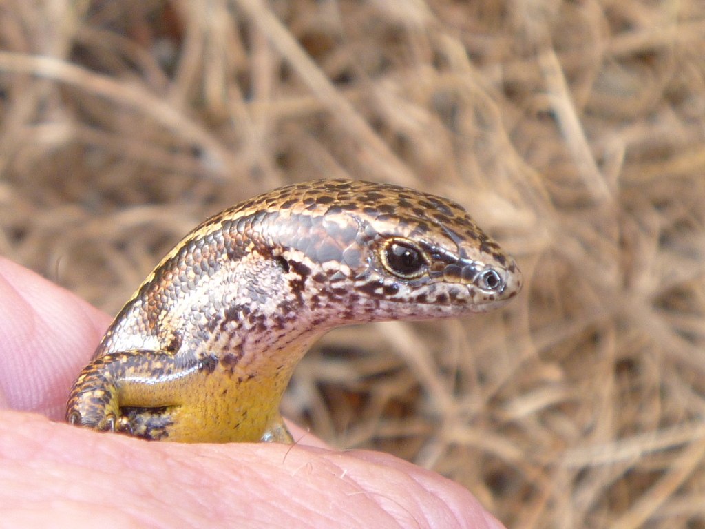 Newman's Speckled Skink (Lizards of Aotearoa ) · iNaturalist
