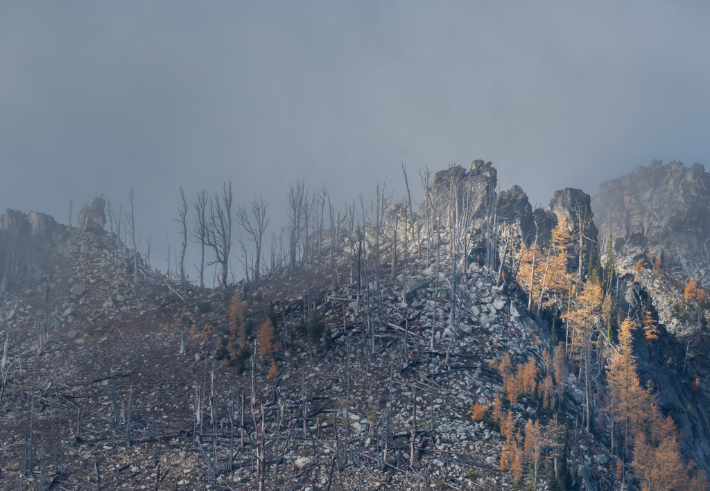 subalpine larch from Ravalli County, MT, USA on October 6, 2023 at 10: ...
