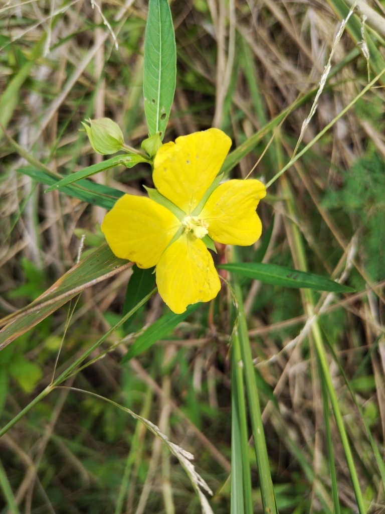 Mexican Primrose-willow from Francisco de la Cavada Vera Carretera ...