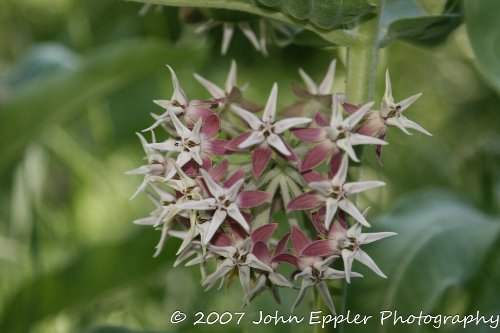 showy milkweed from Mariposa County, CA, USA on June 22, 2007 at 07:34 ...