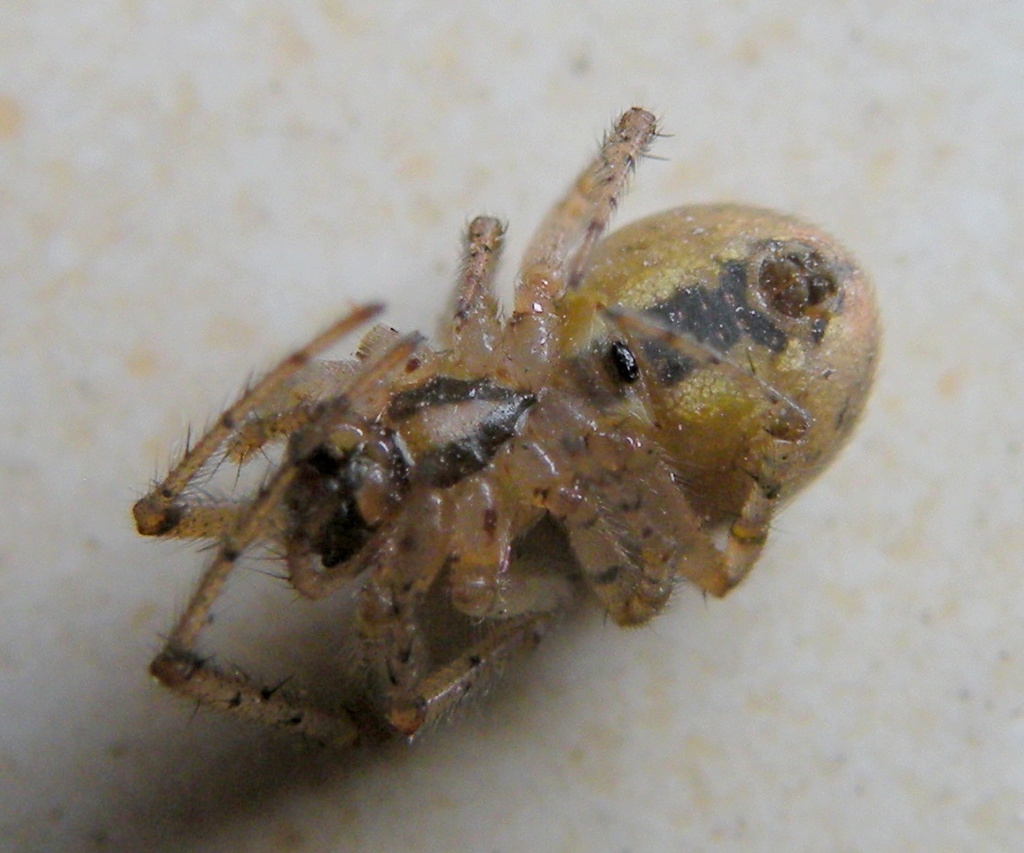 Silver-sided Sector Spider (Common Spiders of Alameda and Contra Costa ...