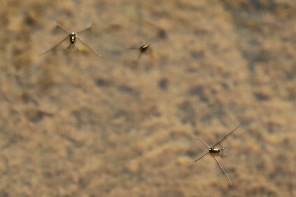 Metrobates in May 2023 by Sequoia Janirella Wrens · iNaturalist