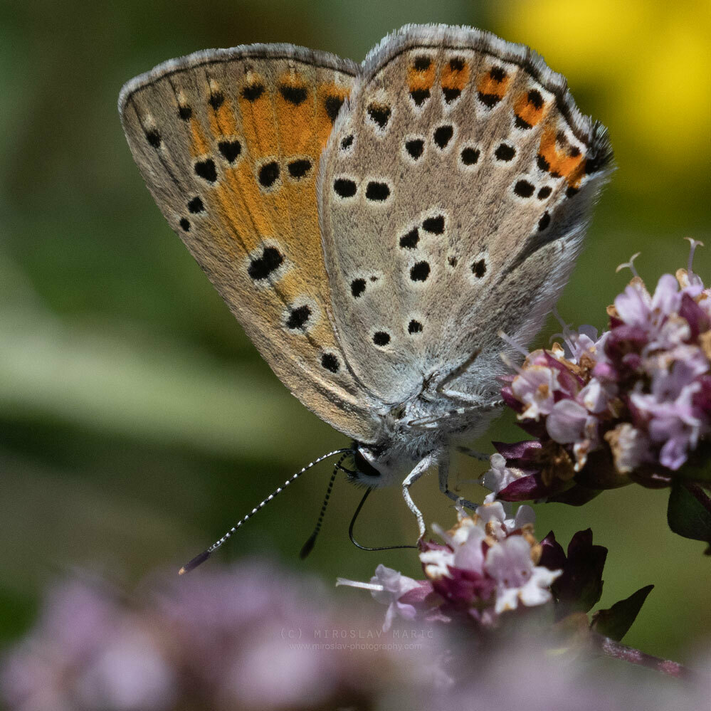 Purple-shot Copper from Polača, Croatia on July 13, 2022 at 01:03 PM by ...