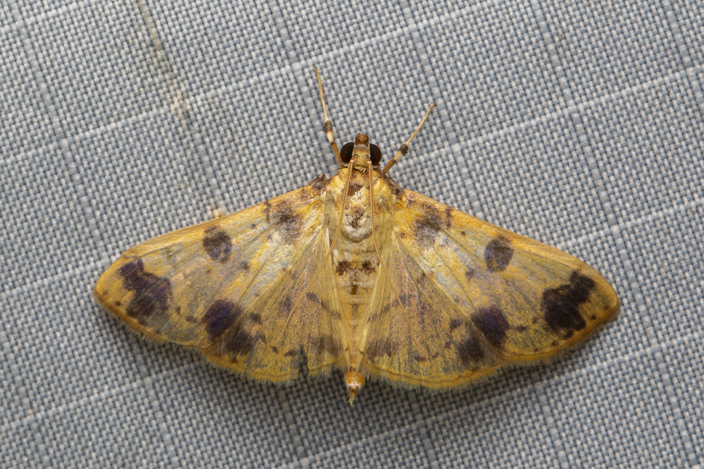 Patania iopasalis from MCM Nature Discovery Villa (Stephen's Place ...