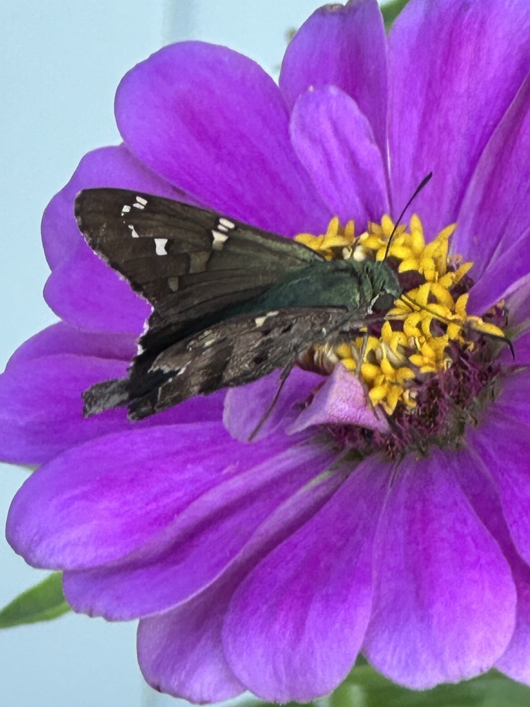 Long-tailed Skipper from 20th St, Saint Augustine, FL, US on October 7 ...