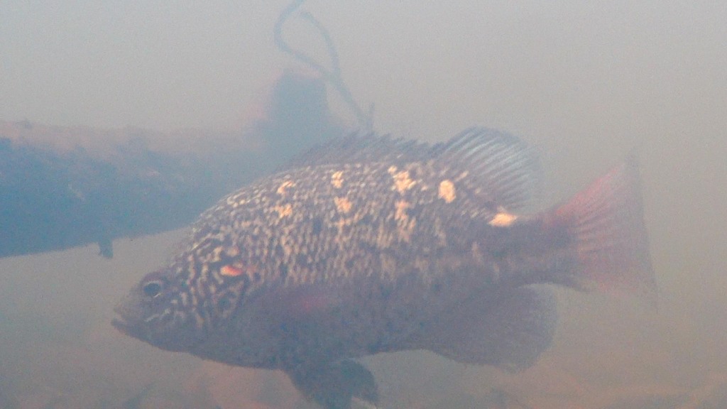 Coal Grunter from Iron Range QLD 4892, Australia on September 19, 2017 ...