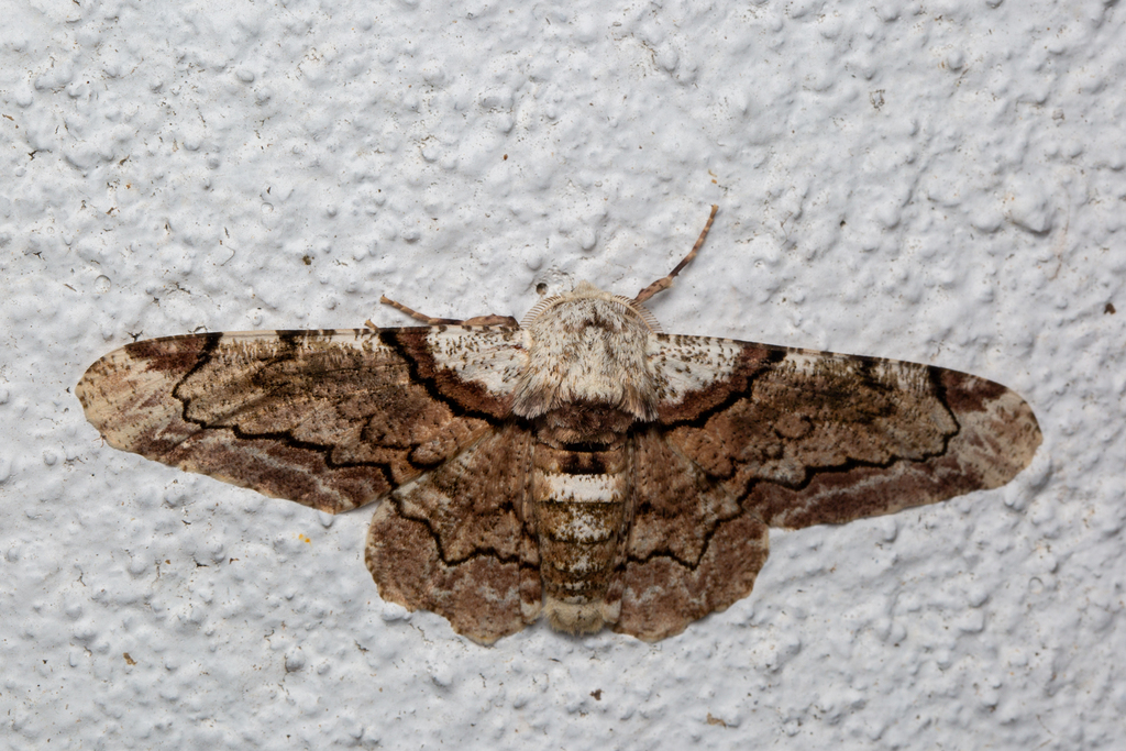 Biston regalis from MCM Nature Discovery Villa (Stephen's Place ...