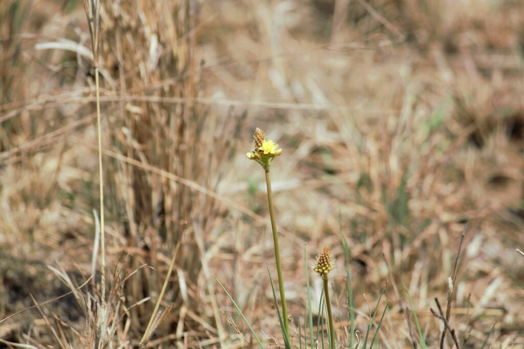 Yellow Cat's Tail from Potchefstroom, South Africa on October 7, 2023 ...
