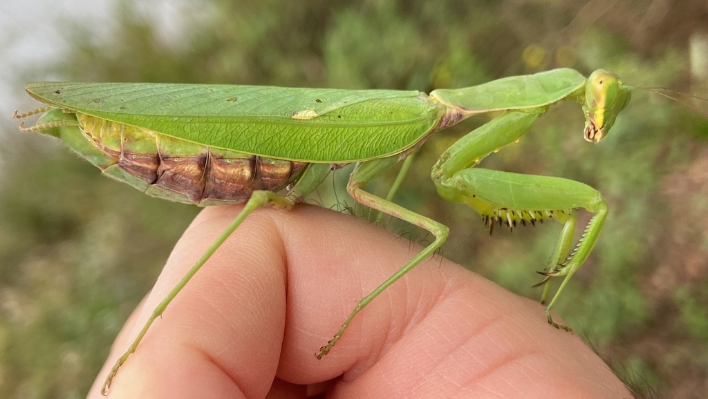 giant-asian-mantis-from-kr-on-october-7-2023-at-01-37