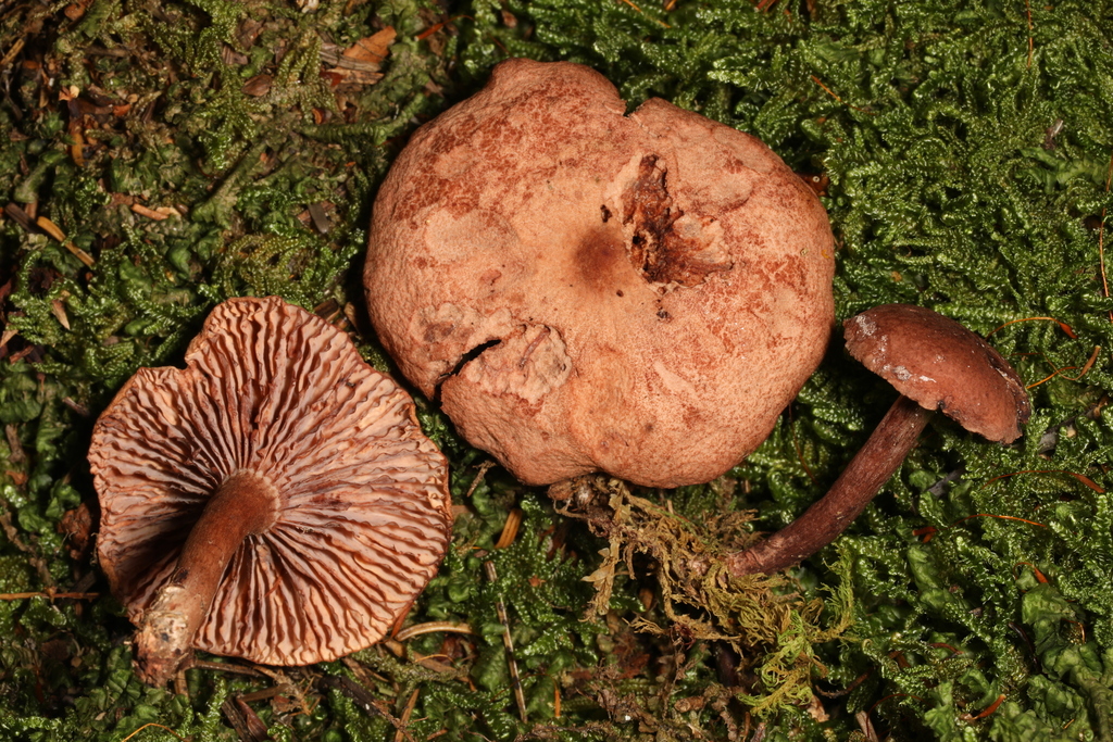 Curry Milkcap from 1584 Blackwater Lodge Rd, Davis, WV 26260, USA on ...