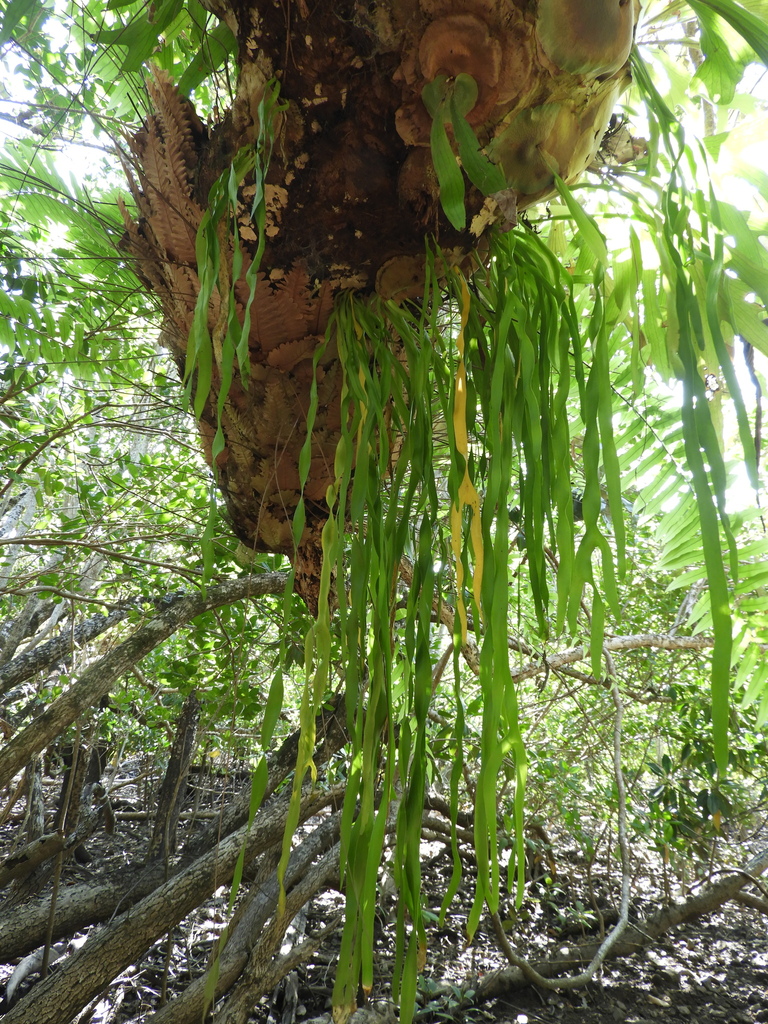 ribbon fern from Whitsunday, QLD, Australia on October 5, 2023 at 03:09 ...