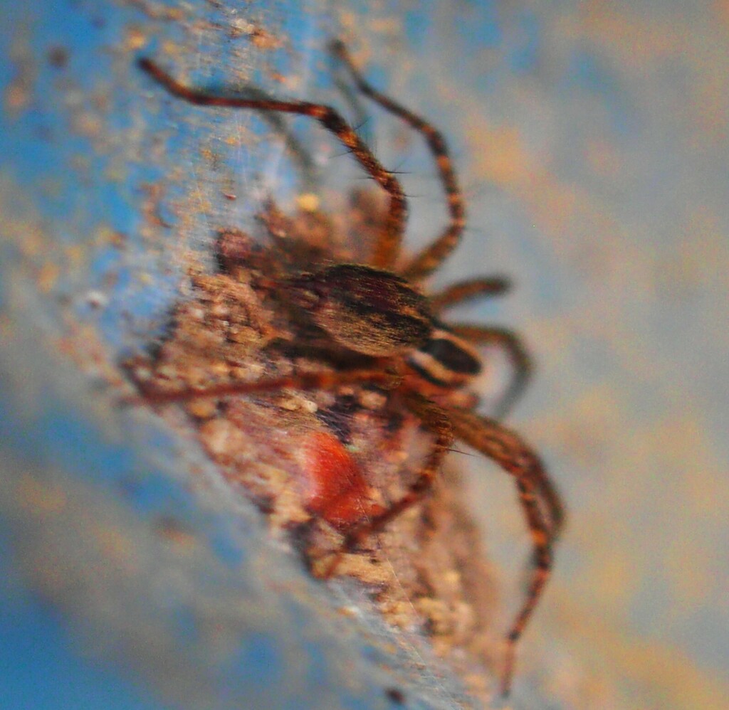 Grass Spiders from 312 Burr Oak St, Albion, MI 49224, USA on October 7 ...
