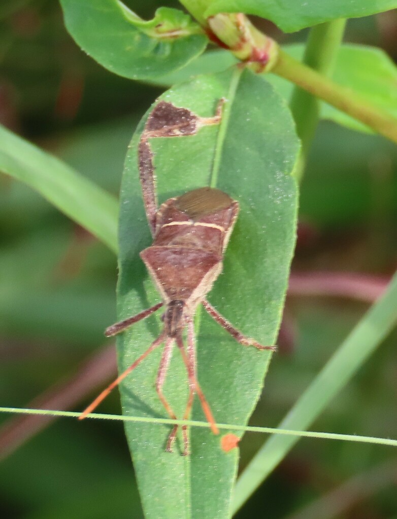 Eastern Leaf-footed Bug from Rosenberg, TX, USA on October 7, 2023 at ...