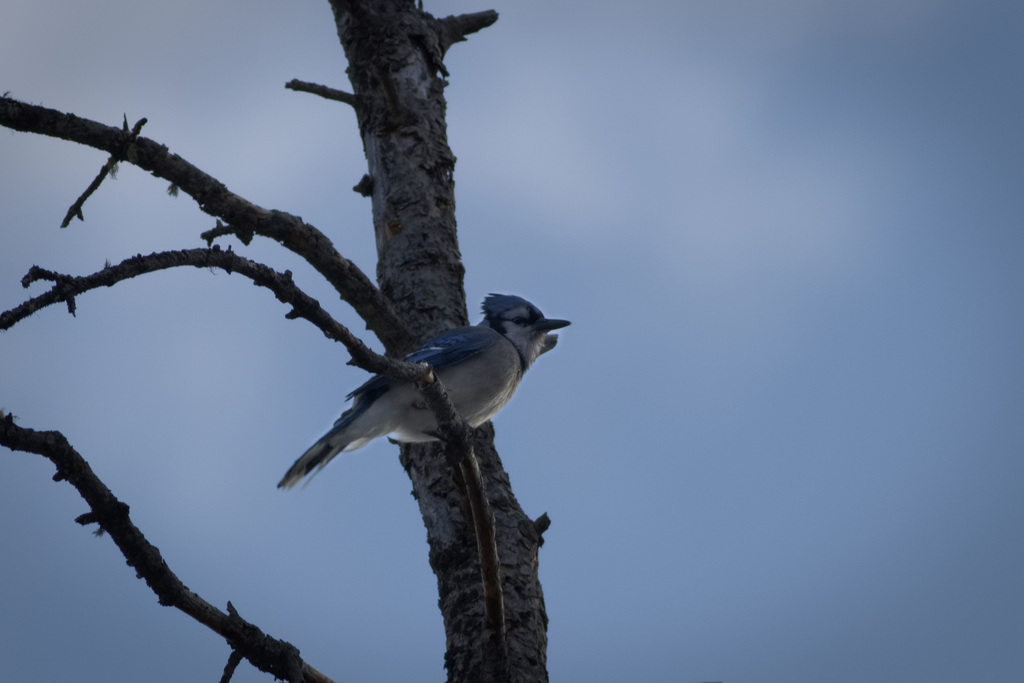 Blue Jay from Millarville, AB T0L 1K0, Canada on February 18, 2023 at ...