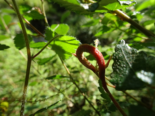 Aecidium acalyphicolum · iNaturalist