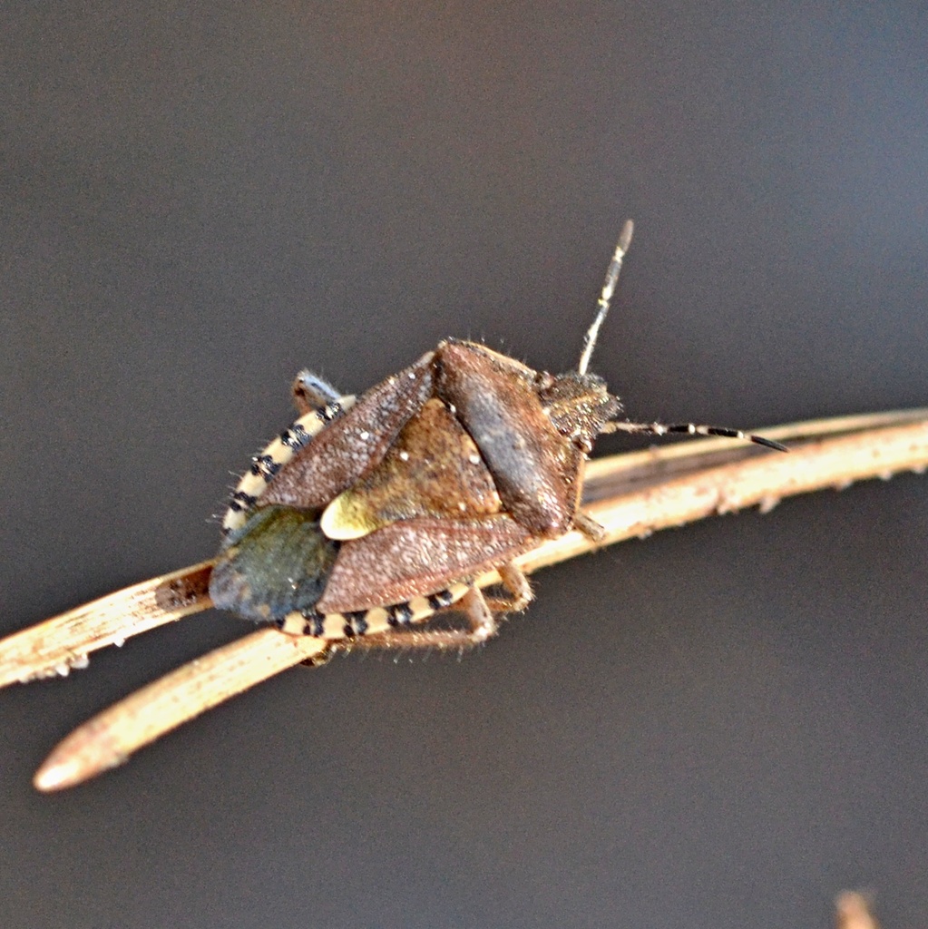 Sloe Bug from Kněžmost, Česko on September 28, 2023 at 03:05 PM by Petr ...